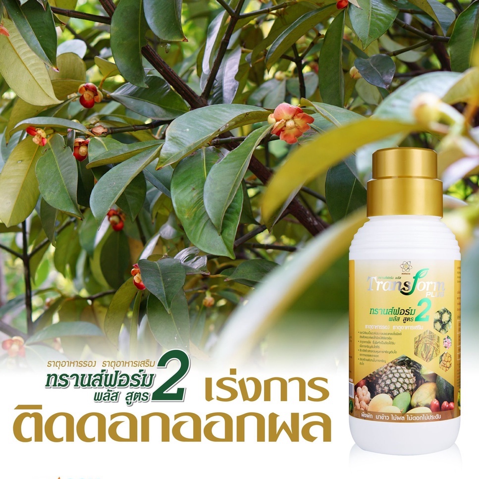 ของแท้ TRANSFORM PLUS 2 ทรานส์ฟอร์ม พลัส สูตร 2 อาหารเสริมพืช แตกดอก ออกผล ขยายขนาด น้ำหนักดี ...