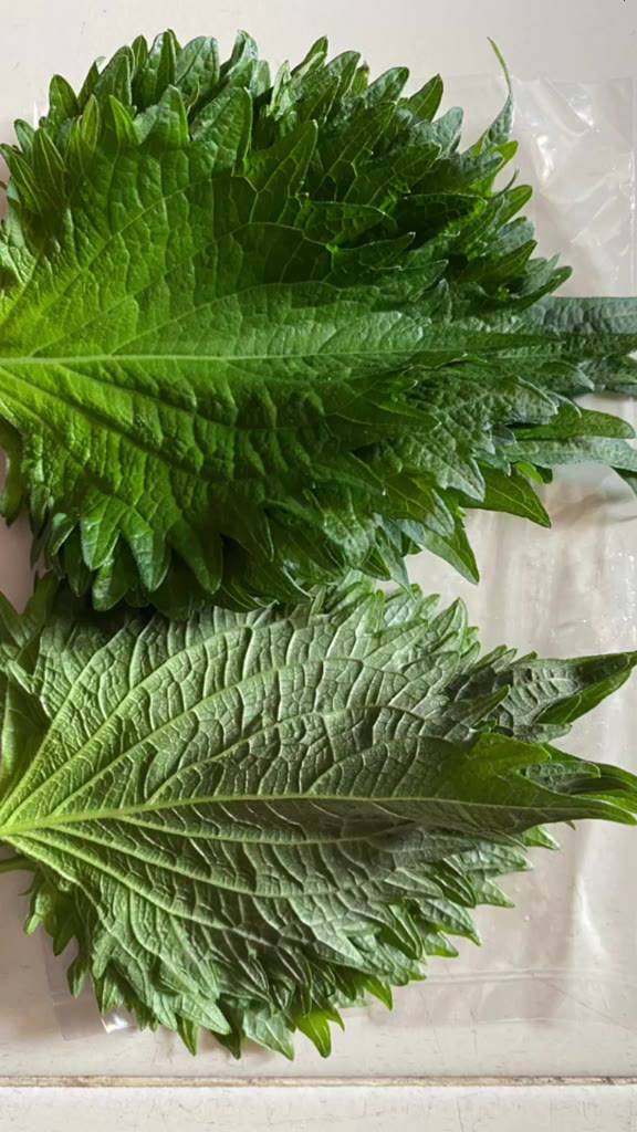 ใบโอบะ/ใบชิโสะ (Oba/Green Shiso) 1ชุด/20ใบ | Shopee Thailand
