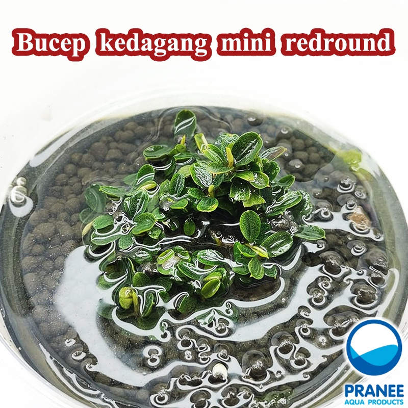 บูเซป เรดมินิพร้อมปลูก Bucep kedagang mini redround มี 2 ขนาดให้เลือก ...