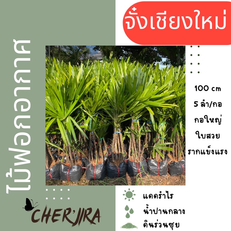 ต้นจั๋งเชียงใหม่ จั๋งไทย ไม้ฟอกอากาศ (5ลำ/กอ) ขนาด 1.00 เมตร พุ่มหนา ใบ ...