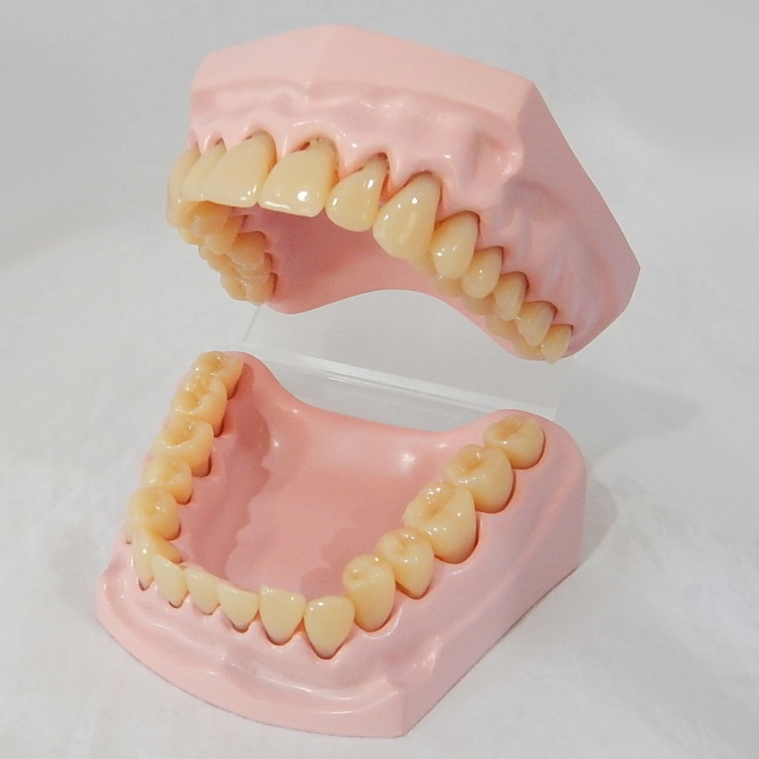 หุ่นจำลองฟันขนาดเล็ก 32 ซี่ (Small Dental Model 32 Teeth) | Shopee Thailand