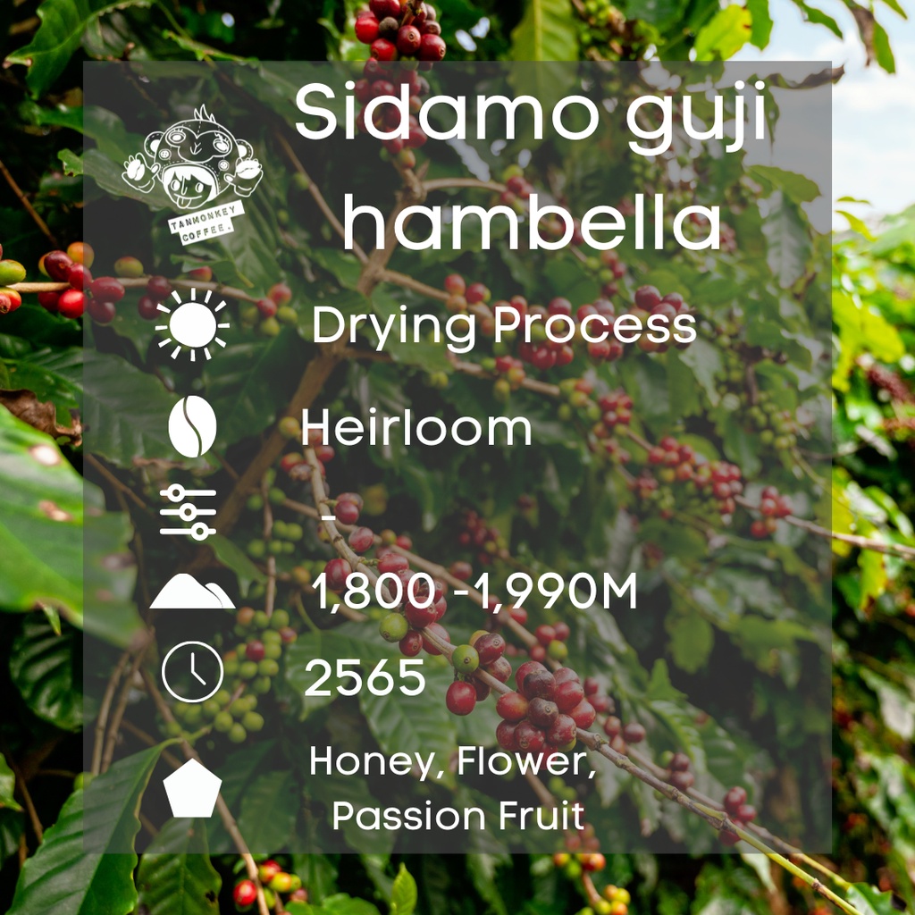 สารเมล็ดกาแฟดิบเอธิโอเปีย 2565 100% Ethiopia Sidamo Guji Hambella / Slow Drying Process 1000g ...