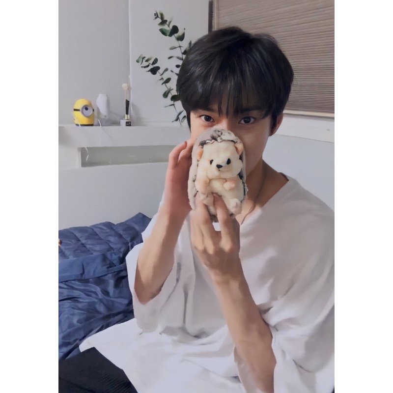 (พร้อมส่ง) ตุ๊กตา เม่น sunlemon โดชิ โดยอง | Shopee Thailand