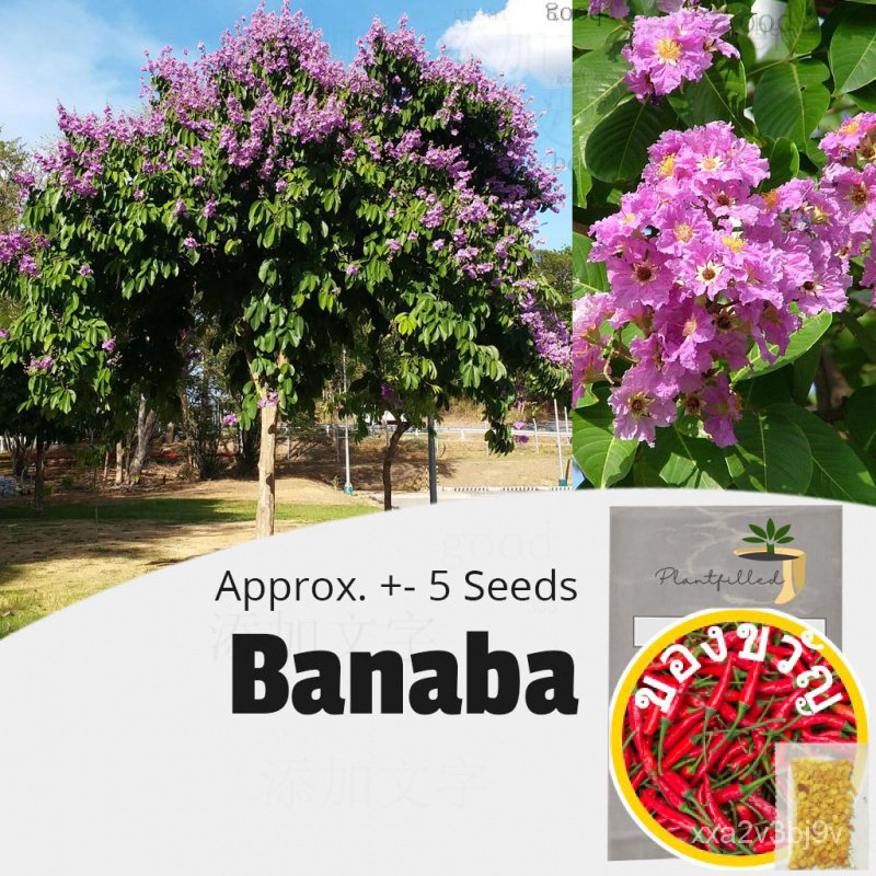 [Plantfilled] Banaba Tree Seeds for planting | Trees | Approx.5เมล็ดพา ...