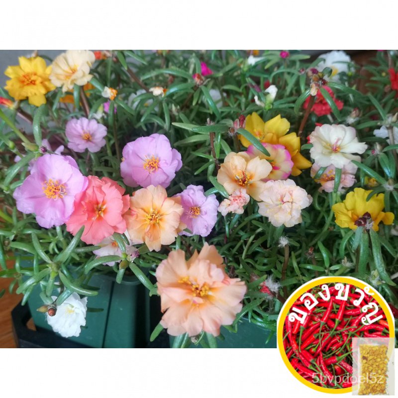 [20BIJI] Hybrid Moss Rose Seedsเมล็ดจีนหว่านเมล็ดทานตะวัน Biji Benih ...