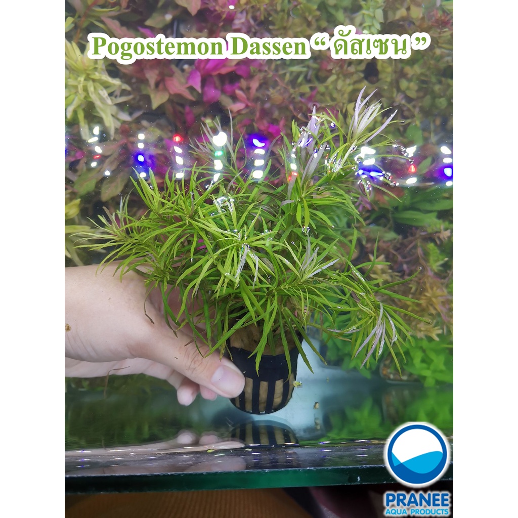 Pogostemon Dassen (ดัสเซน) พร้อมปลูก(ต้นไม้น้ำ) | Shopee Thailand