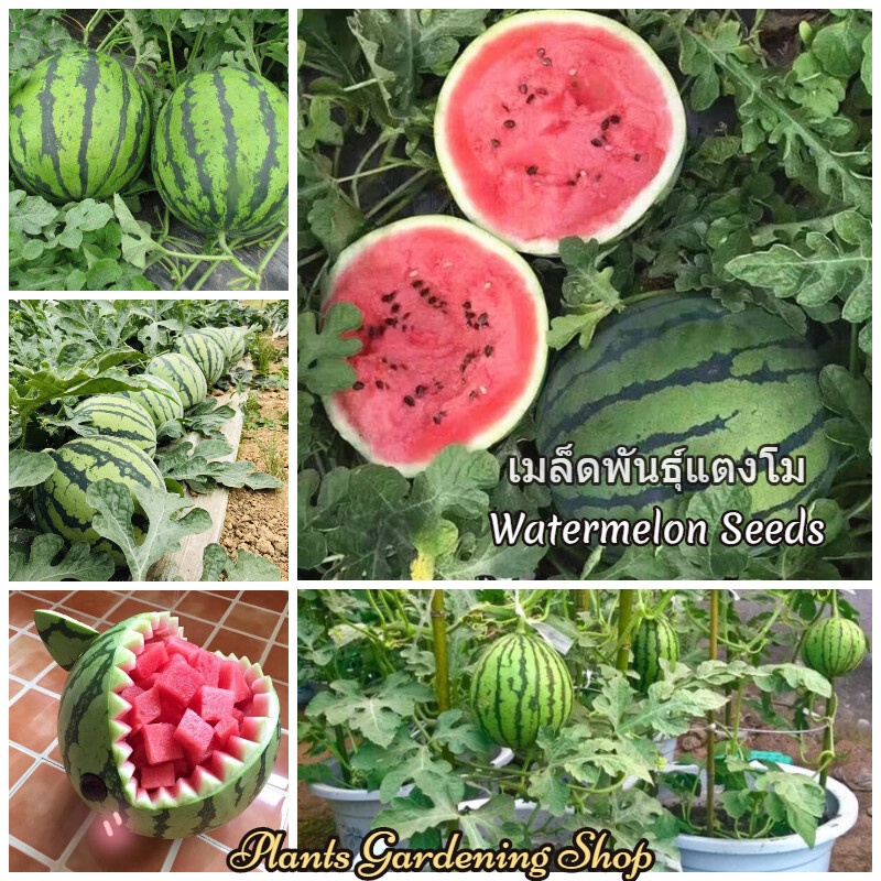 เมล็ดพันธุ์ แตงโม Super Sweet Watermelon Seeds - Bonsai Fruit Seeds ...
