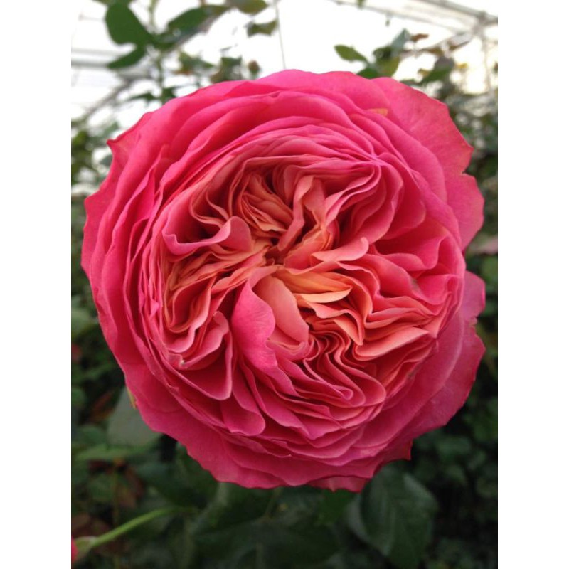 กุหลาบ วิทฮาร์ท แอนด์ โซล (with heart and soul rose) | Shopee Thailand