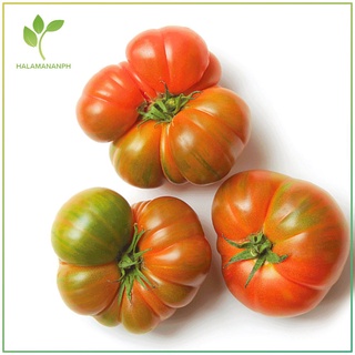 TOMATO - KINALABASA TAGALOG VEGETABLE SULIT SEED PACK [Halamanan PH]香菜 ...