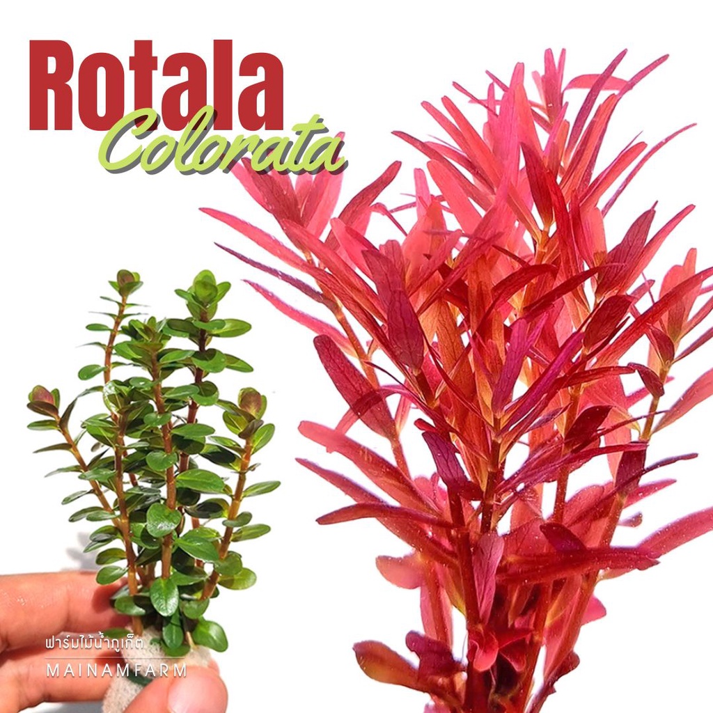 โรทาล่า โคโลราต้า แดง Rotala Colorata ต้นไม้น้ำ | Shopee Thailand