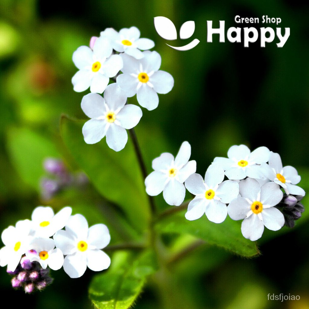 Forget me not seeds 200pcs เมล็ดพันธุ์ บอนสี เมล็ดดอกไม้ บอนสีสวยๆ บอน ...