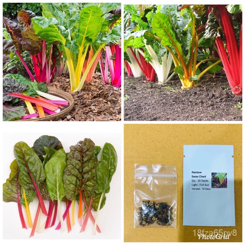 （อัตราการงอก 90%）สวิสชาร์ดเรนโบว์ (เมล็ด) Swiss Chard Seed BX5T ...