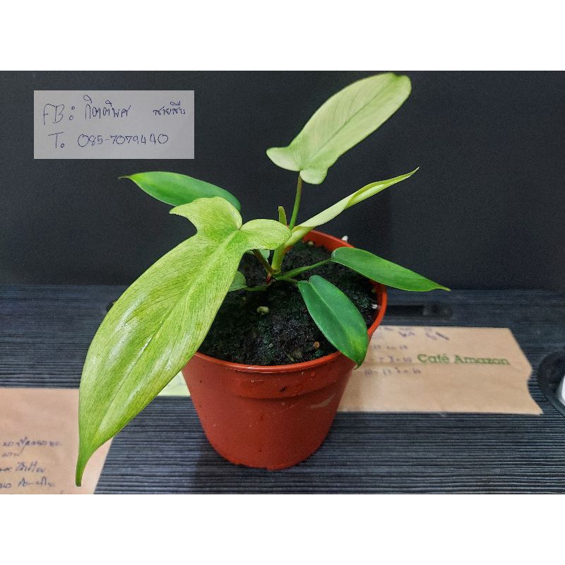 Philodendron florida ghost mint ver. ก้ามกุ้งมิ้น | Shopee Thailand