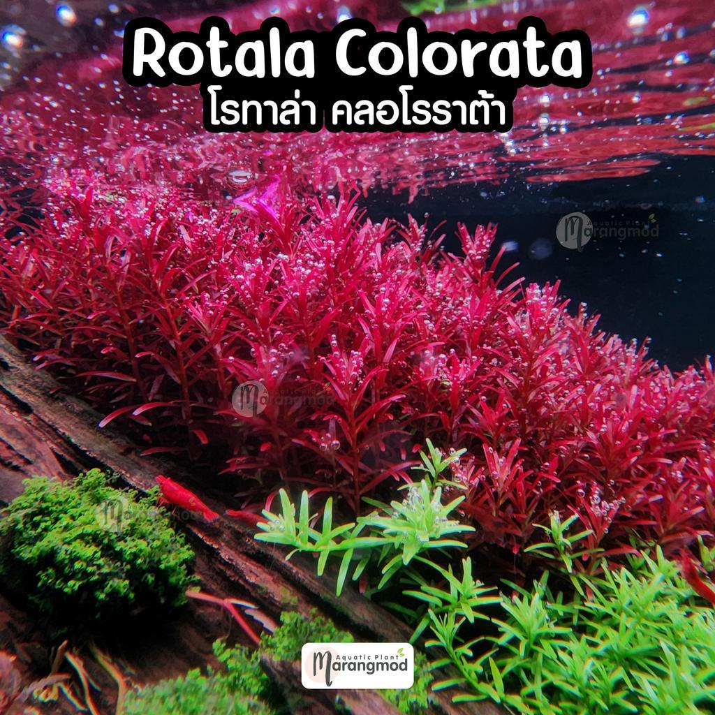 Rotala Colorata : ต้นไม้น้ำ โรทาล่า คลอโรราต้า ไม้กลางตู้-หลังตู้ ...