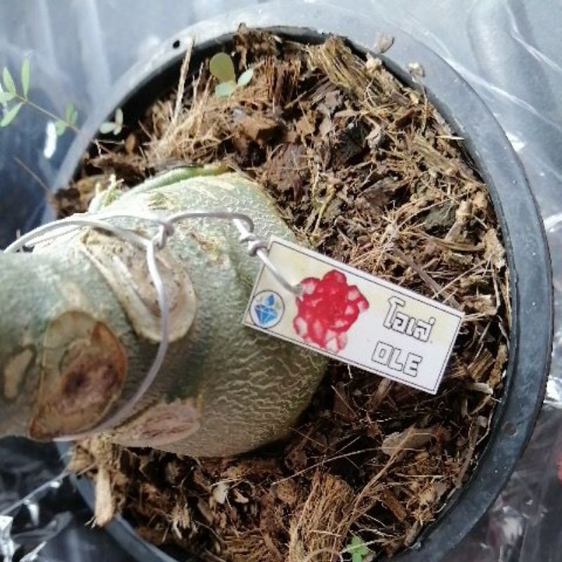 Enium Plant ที่จะเข้ามา (โฮมโฮมโฮม //// โฮมเบบี้ (หน้าแรก> สินค้า> บ้าน>> บ้าน> ผลิตภัณฑ์> บ้าน ...