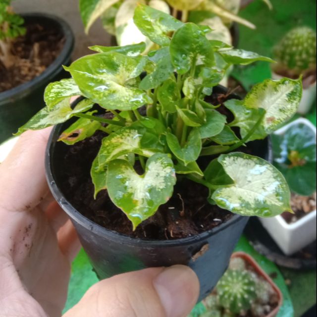 ต้นออมเงินแคระ ใบจิ๋ว Syngonium 'Mini Pixie' ไม้มงคล กระถาง 3 นิ้ว | Shopee Thailand