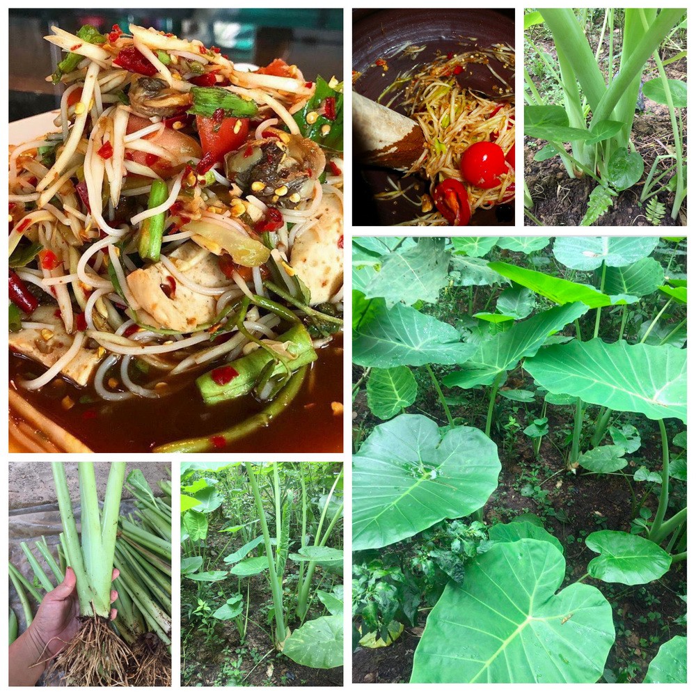 (เซต5ต้น) ( เหง้าพันธุ์ออดิบ ) กินแกล้มส้มตำ หรือ ต้น คูน คูณ ออดิบ โชน ...