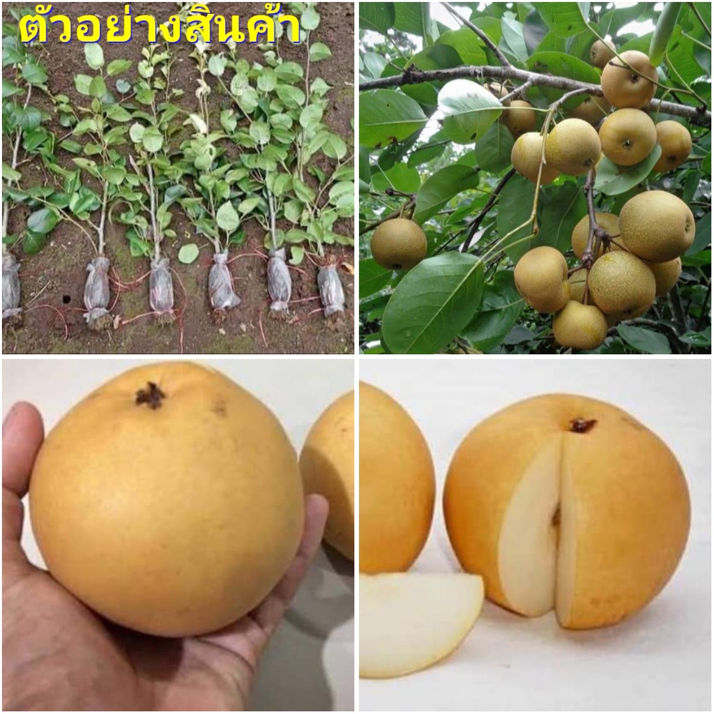 (1กิ่ง)(ขาย กิ่งตอน) กิ่ง ตอน สาลี่ทอง Kikusui Asain Pears กิ่งตอน ต้น ...
