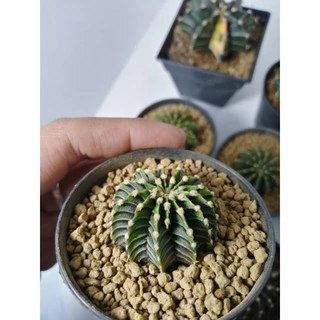 lb2178 แท้ 13พู ราคาพิเศษ | ซื้อออนไลน์ที่ Shopee ส่งฟรี*ทั่วไทย!