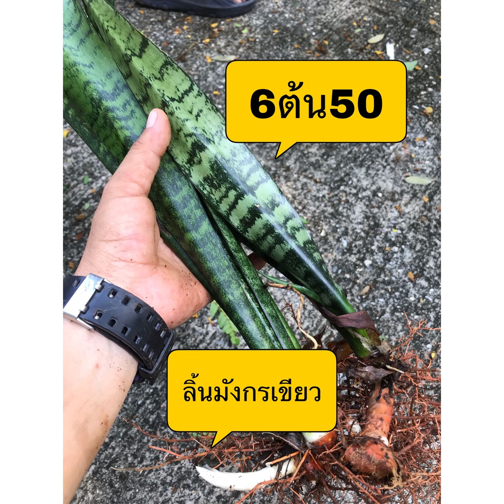 ต้นลิ้นมังกรเขียว ต้นไม้ฟอกอากาศ6ต้น50ปลูกง่ายเลี้ยงง่าย | Shopee Thailand