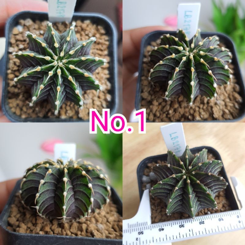 แคคตัส LB2178 10-13 พู ไม้เมล็ด กระบองเพชร | Shopee Thailand