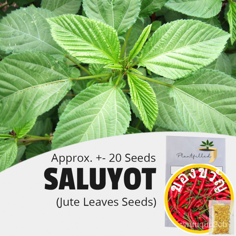 [Plantfilled] Saluyot | Jute Leaves Seeds | Vegetables | Approx.20เมล็ด ...