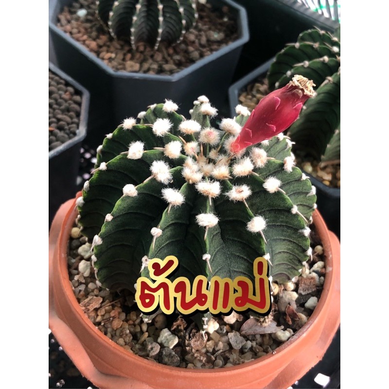 เมล็ด LB2178 LB แท้ | Shopee Thailand