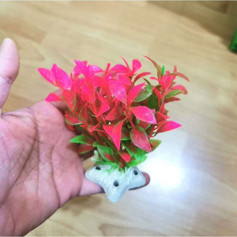 ต้นไม้น้ำ ตกแต่งตู้ปลา - ต้นไม้หลากสี หลายแบบ ขนาดเล็ก | Shopee Thailand