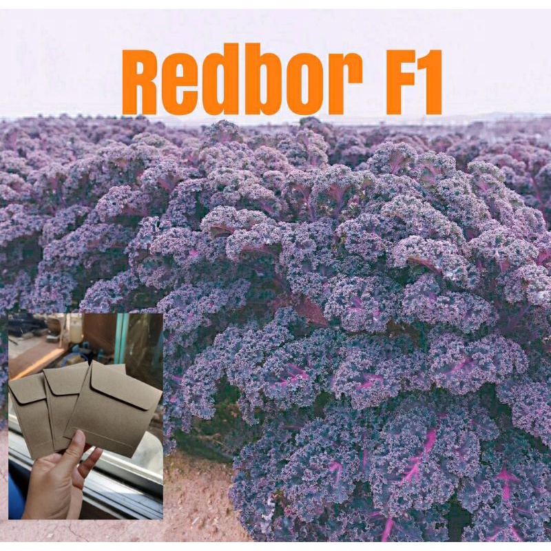 Redbor Kale F1 10 เมล็ด(เคลที่ม่วงที่สุด)พร้อมวืธีการปลูก (อัตรางอกดี ...