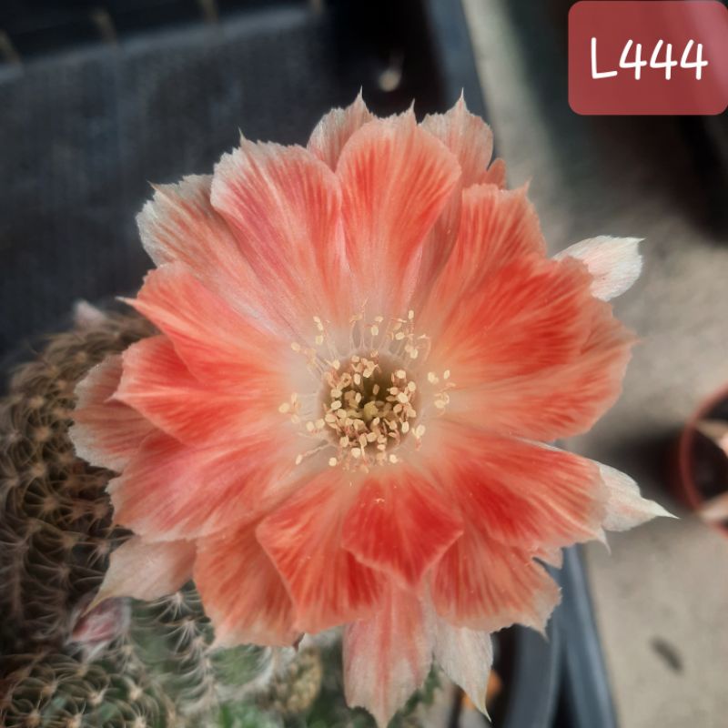 หน่อเด็ดสดโลบิเวีย L444 | Shopee Thailand