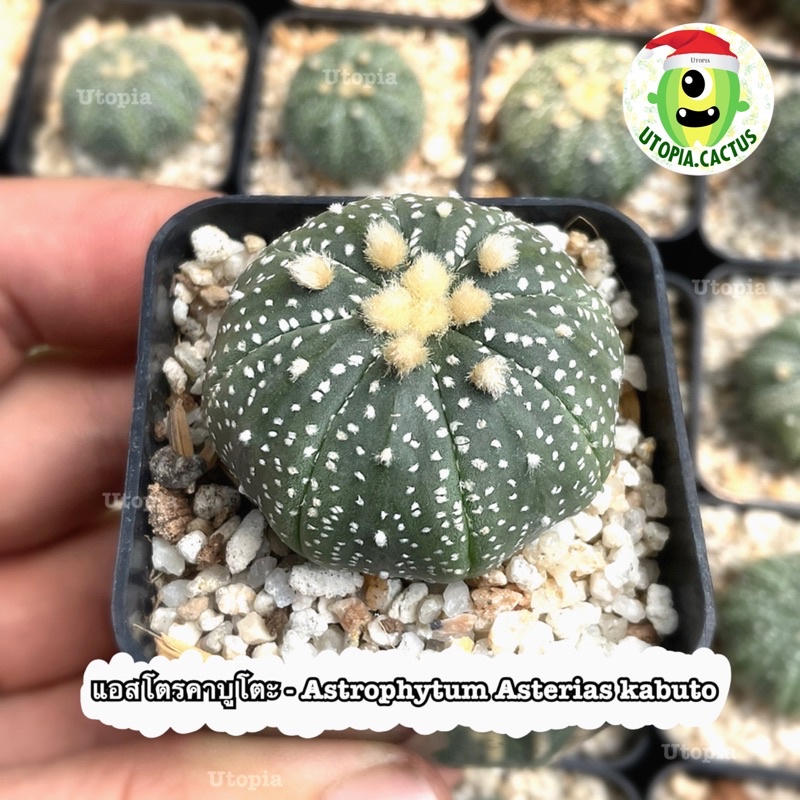 แอสโตรคาบูโตะ Astrophytum Asterias kabuto หรือ แอสโตร คาบูโตะ /// Utopia.cactus | Shopee Thailand