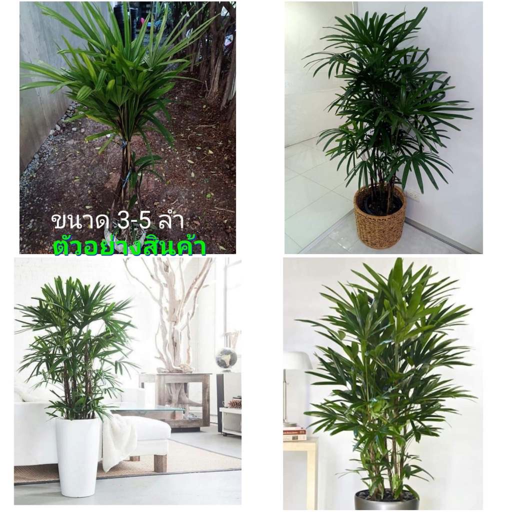 (ขาย ต้นพันธุ์) ต้น ต้นจั๋ง ต้นจั่ง จั๋ง จั่ง fadel | Shopee Thailand