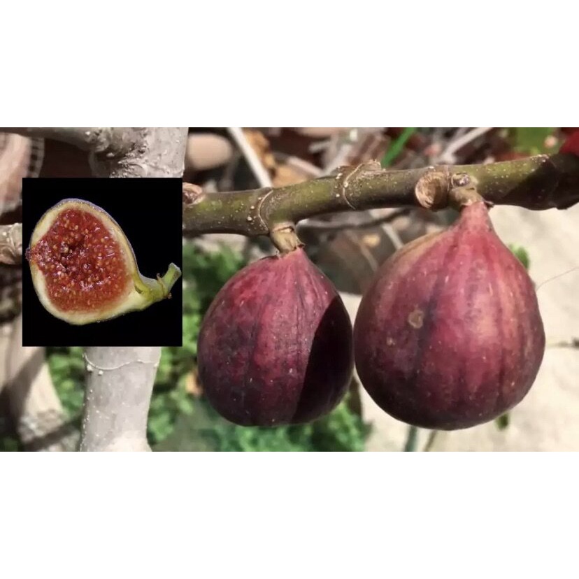 Figs ต้นมะเดื่อฝรั่ง Figs หรือ ลูกฟิก พันธุ์ Janpan BTM6 ขนาดต้นความสูง 80-90 ซม จัดส่งพร้อม ...