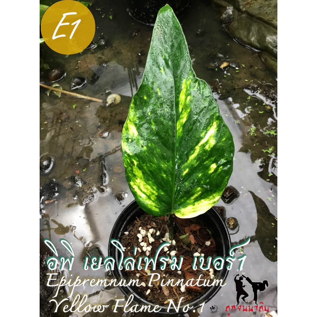 อิพิ เยลโล่เฟรม เบอร์1 No.1 Epipremnum Pinnatum Yellow Flame No.1 แท้100% | Shopee Thailand