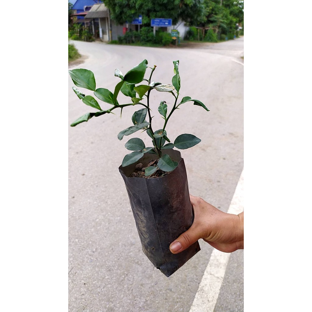 ต้นพันธุ์มะกรูดแบบเพาะเมล็ด พร้อมปลูกในถุงดำ ต้นละ 39 บาท | Shopee Thailand