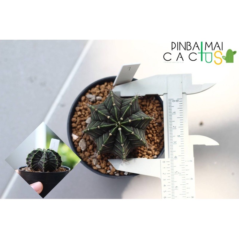 [แคคตัส] ยิมโน LB ลูกผสม ขนาด 4-5 cm /ขอดูรูปภาพเพิ่มเติมได้, Gymnocalycium LB2178 hybrid (จัด ...