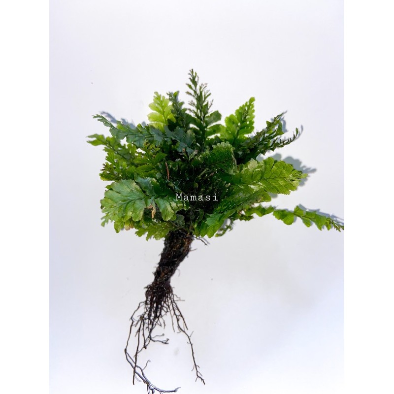 ‘Aqua fern’ or ‘Borneo fern’ | Shopee Thailand