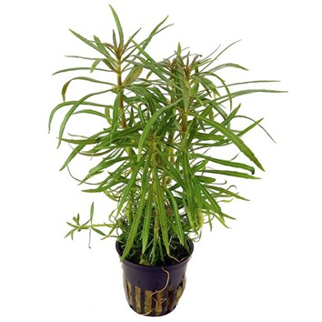 ต้นไม้น้ำ ฝอยดาว Pogostemon stellatus Dassen | Shopee Thailand