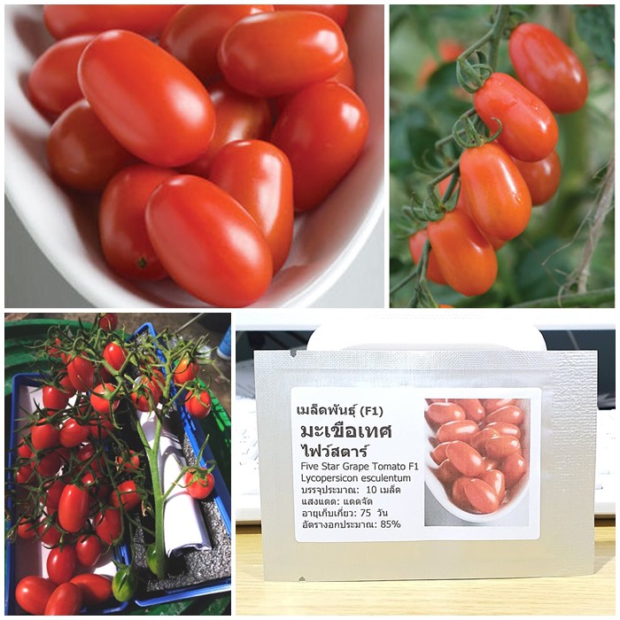 เมล็ดพันธุ์ มะเขือเทศ ไฟว์สตาร์ (Five Star Grape Tomato F1 Seed) บรรจุ ...
