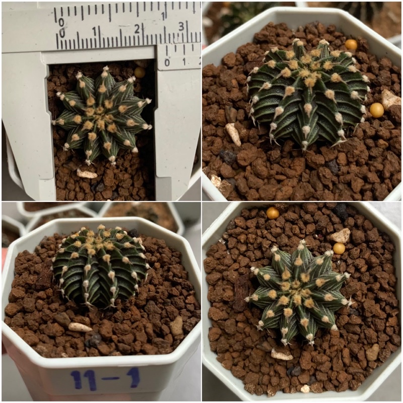 11 พู LB2178 * LB2178 แท้ Cactus แคคตัส ไม้เมล็ด 11 พู (เลือกต้นได้/ส่ง ...