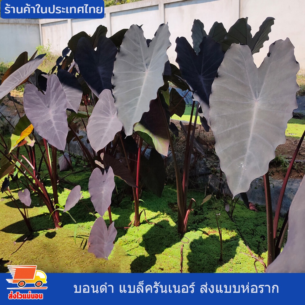 บอนดำ โคโลคาเซีย แบล็ครันเนอร์ Colocasia Black Runner ใบพริ้วหยัก ดำ ...