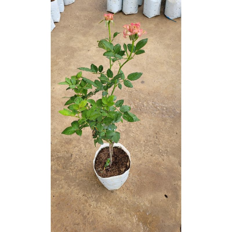 Pink baccara Rose/ พิ้งค์ บัคคาร่า | Shopee Thailand