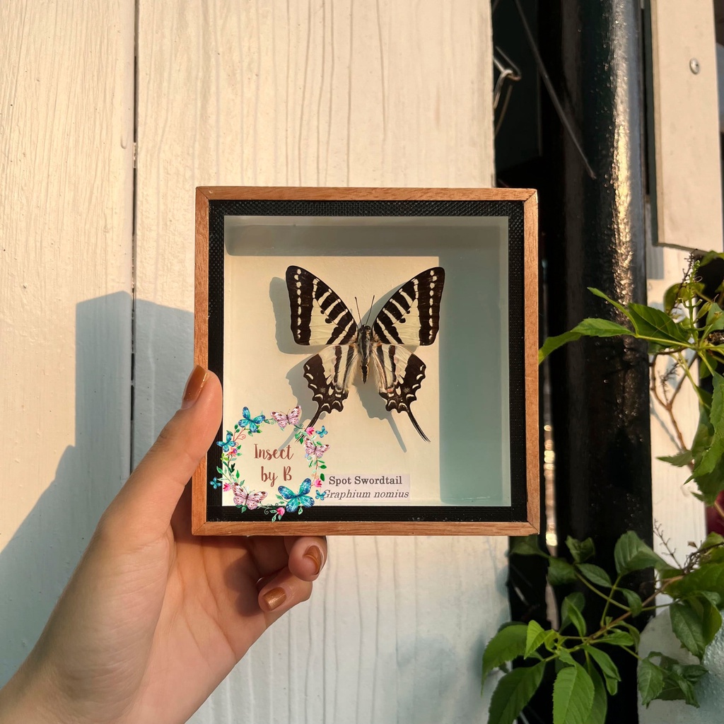 ผีเสื้อสต๊าฟ ในกล่องไม้ - Spot Swordtail ขนาดกล่อง 5x5 นิ้ว | Shopee ...
