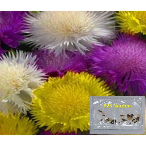 #1 เมล็ดพันธุ์ สวีท สุลต่าน (Sweet Sultan) ไม้ดอก จากอังกฤษ | Shopee ...