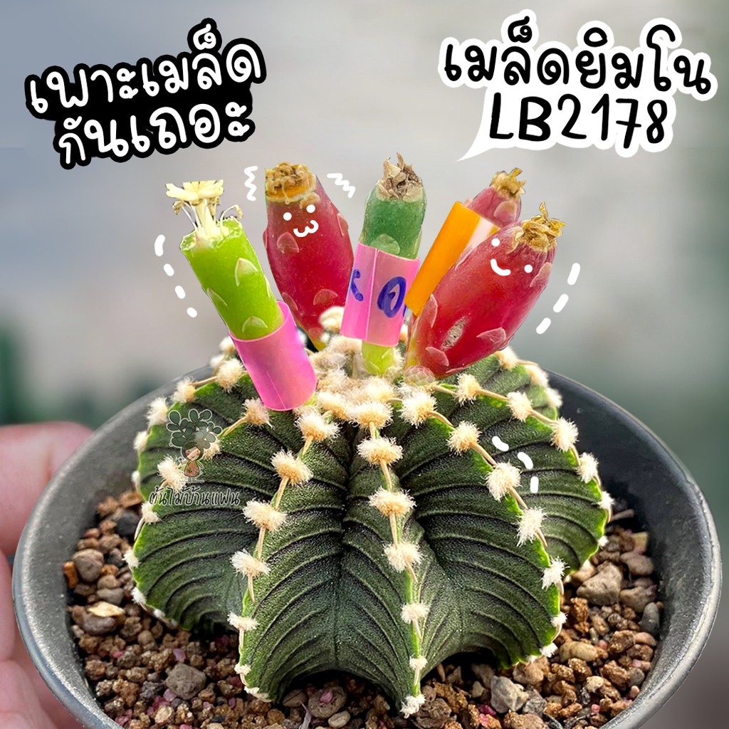 เมล็ดแคคตัสยิมโน LB2178 แท้ 11-13 พู แคคตัส/กระบองเพชร | Shopee Thailand