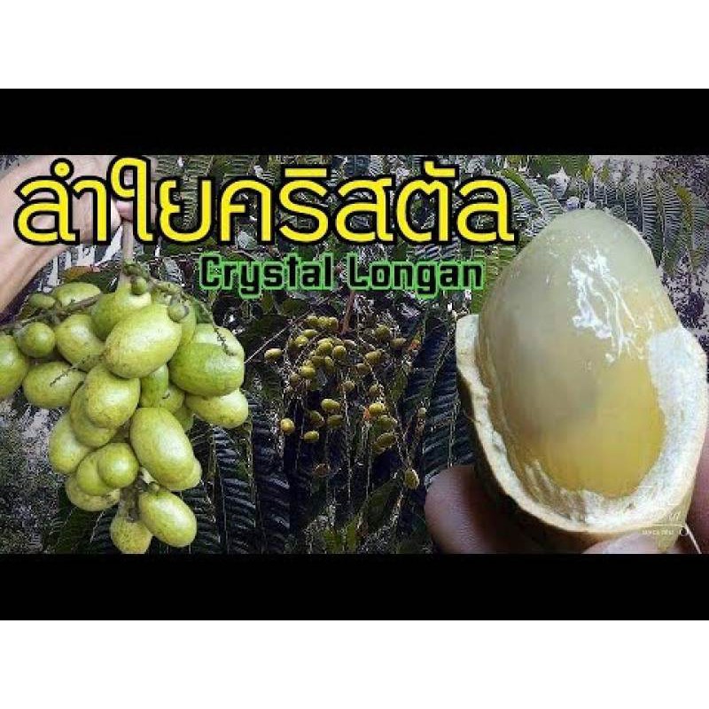 ต้นลำไยคริสตัล crystal longan หอมอร่อย จัดส่งพร้อมถุง 6 นิ้ว ลำต้นสูง ...