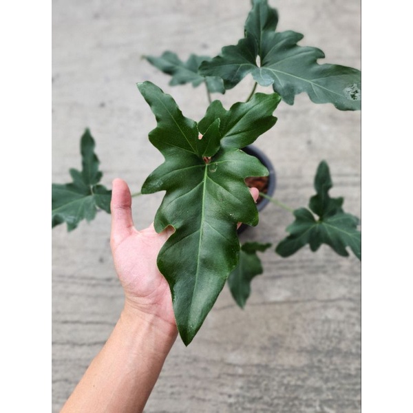Philodendron Angela Hybrid | Shopee Thailand