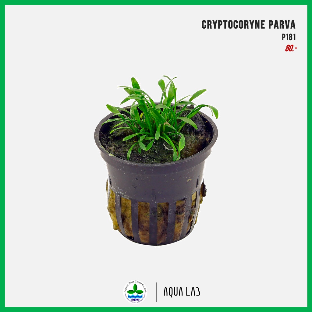 [APC] Cryptocoryne parva (คริปพาว่า) [ไม้น้ำ - Aquatic Plant] P181 ...