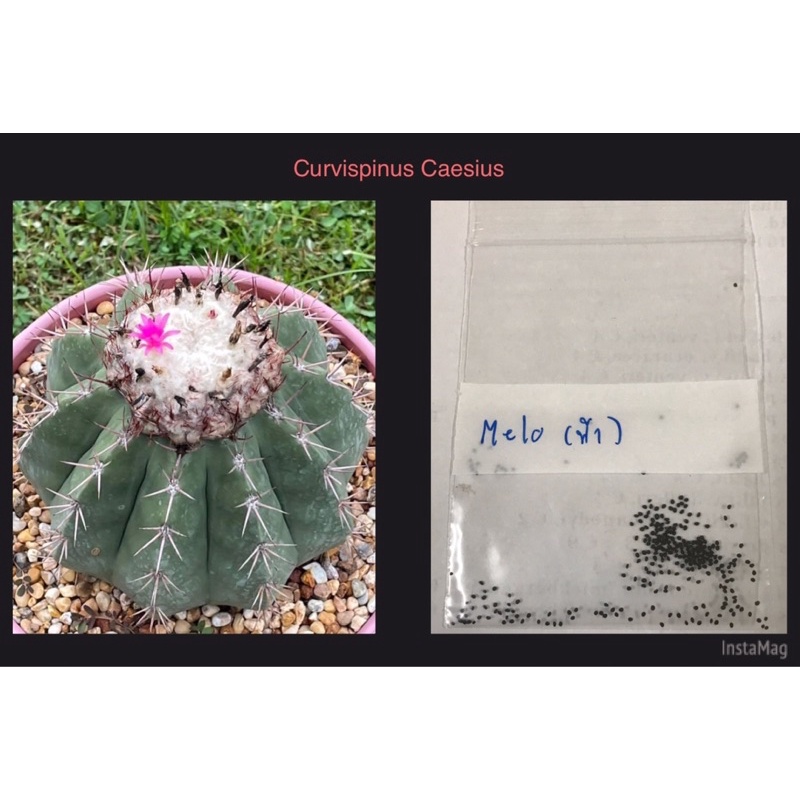Melocactus Curvispinus ssp. Caesius Seeds - เมล็ดเมโลฟ้า | Shopee Thailand