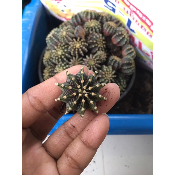 ต้นยิมโน LB2178 ตัวแท้ ไม้เมล็ด100%( ต้นกระบองเพชร Gymnocalycium mihanovichii LB2178 Agua Dulce ...